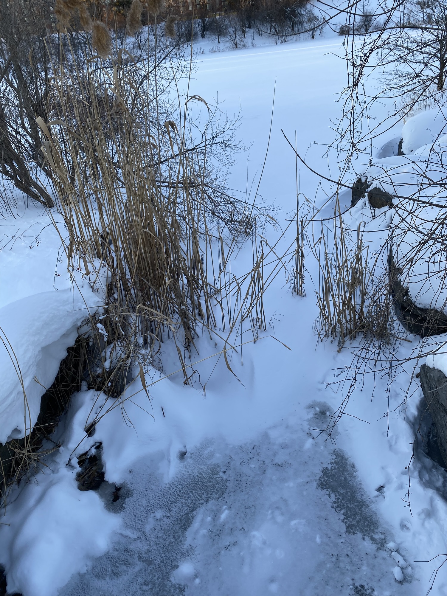 The depth of winter | isobelmtl